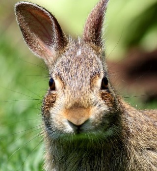 Rabbits given Swedish massages at Ohio State in $387,000 taxpayer ...