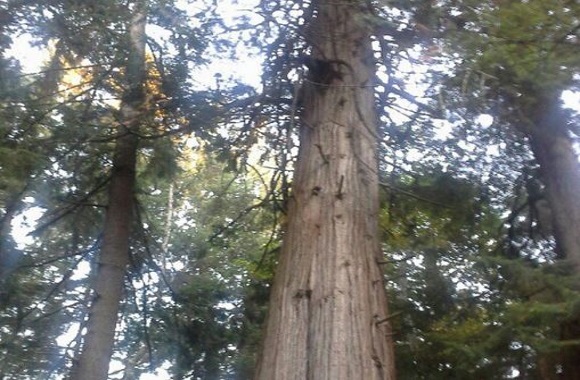 At UC Berkeley, naked treehuggers protest fire hazard abatement plan ...