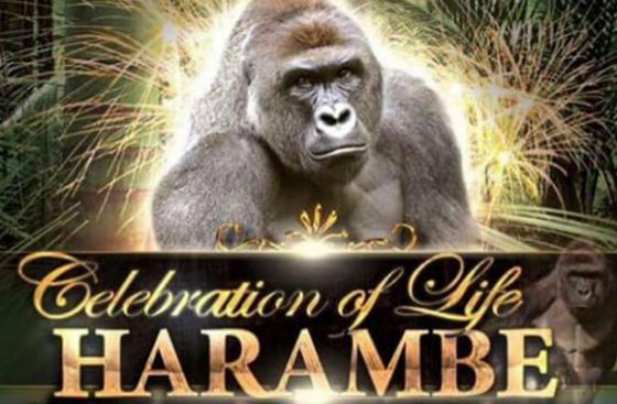 Following Harambe ban, Clemson RAs undergo mandatory free speech ...