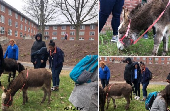 University provides therapy donkeys to students ahead of final exams ...