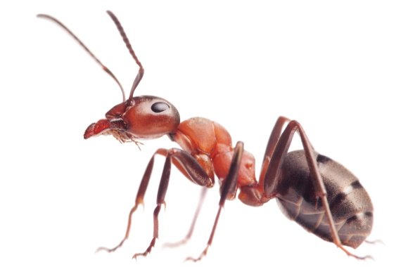 Scholars target ‘problematic’ common animal names: slavemaker ant ...