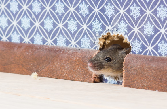 Mice make themselves at home in Tufts’ freshman dorm; human residents ...