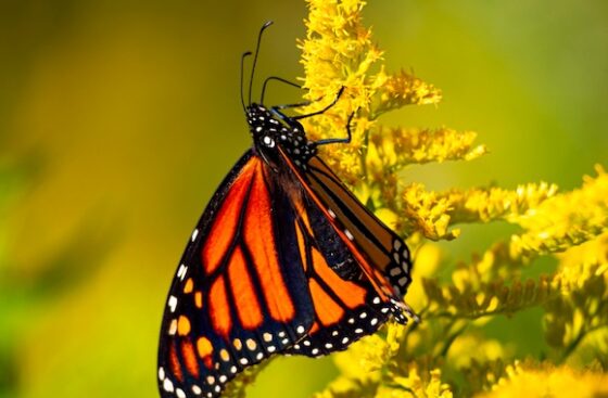U. Pennsylvania’s ‘Climate Week’ to feature a Mexican dance to butterflies | The College Fix