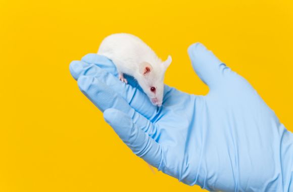 Harvard faces federal ethics complaints for decapitating mice | The ...